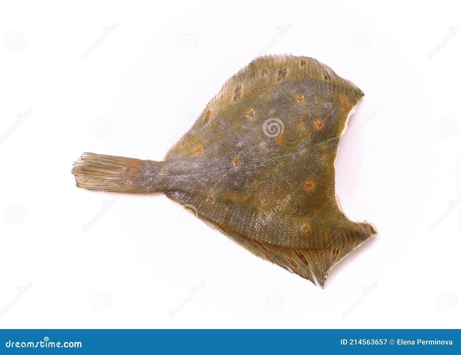 Large Flounder Isolated on White Background Stock Image - Image of ...