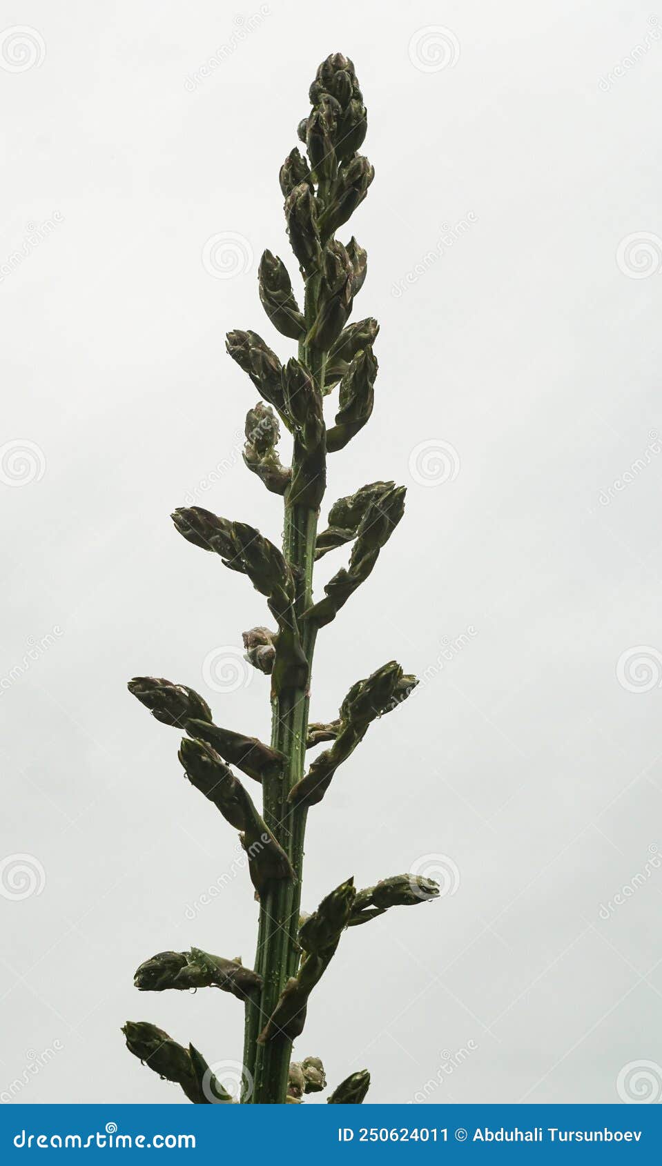 Large Flower Buds on a White Background Stock Image - Image of macro ...