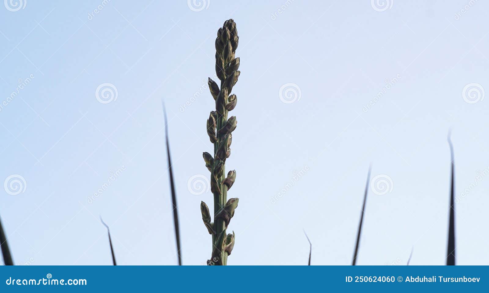 Large Flower Buds on a White Background Stock Photo - Image of flower ...