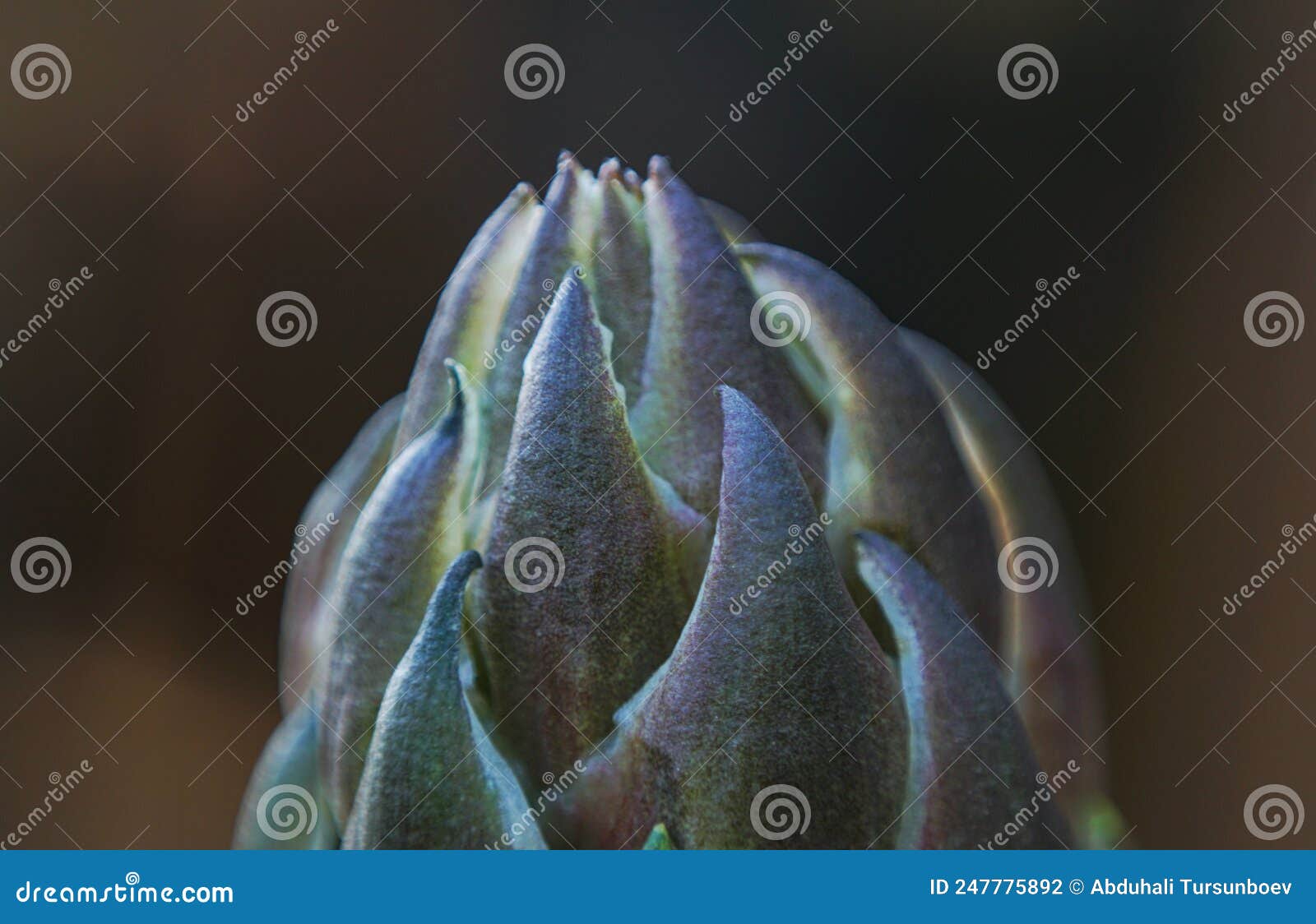 Large Flower Buds on a White Background Stock Photo - Image of water ...