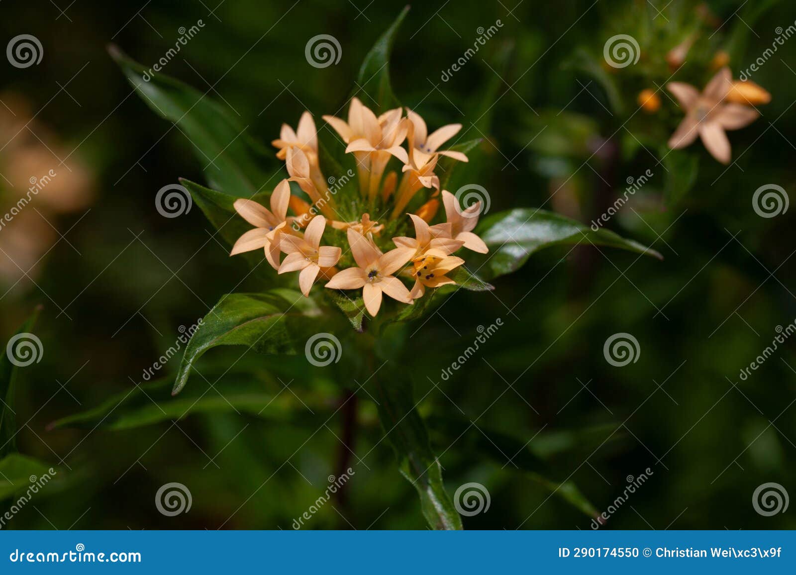 Large Flowered Collomia, Collomia Grandiflora Stock Photo - Image of ...