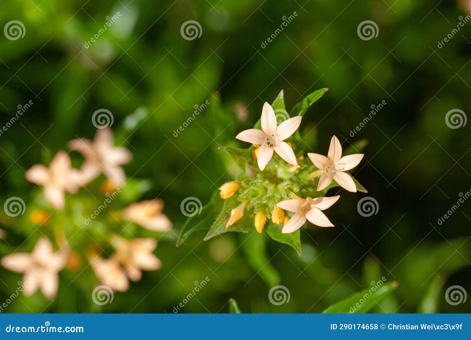 Large Flowered Collomia, Collomia Grandiflora Stock Photo - Image of ...