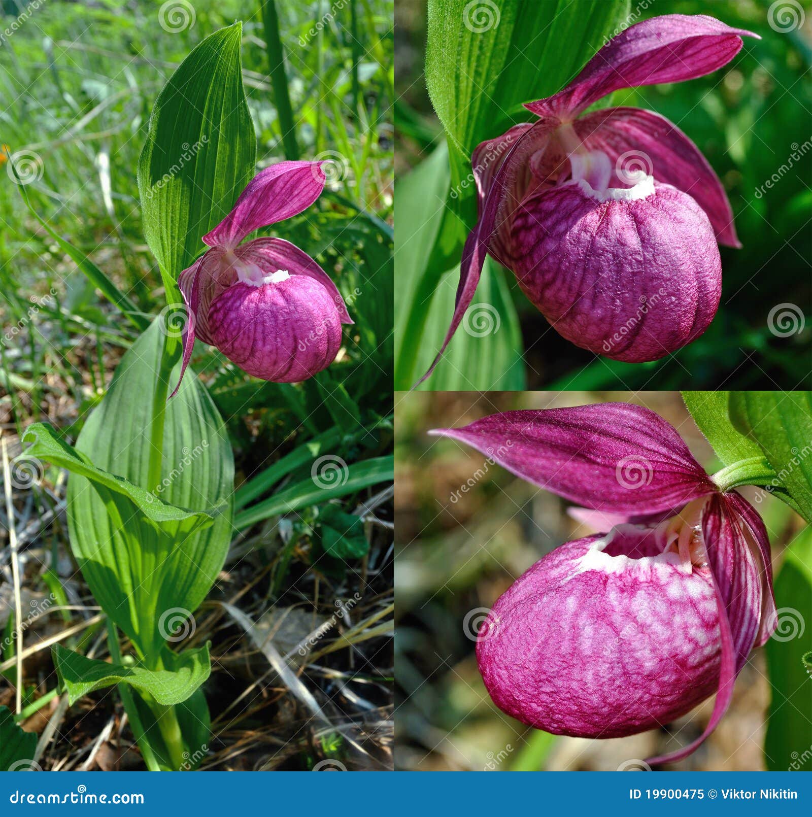 The Large-flowered Cypripedium Stock Image - Image of orchid, perennial ...