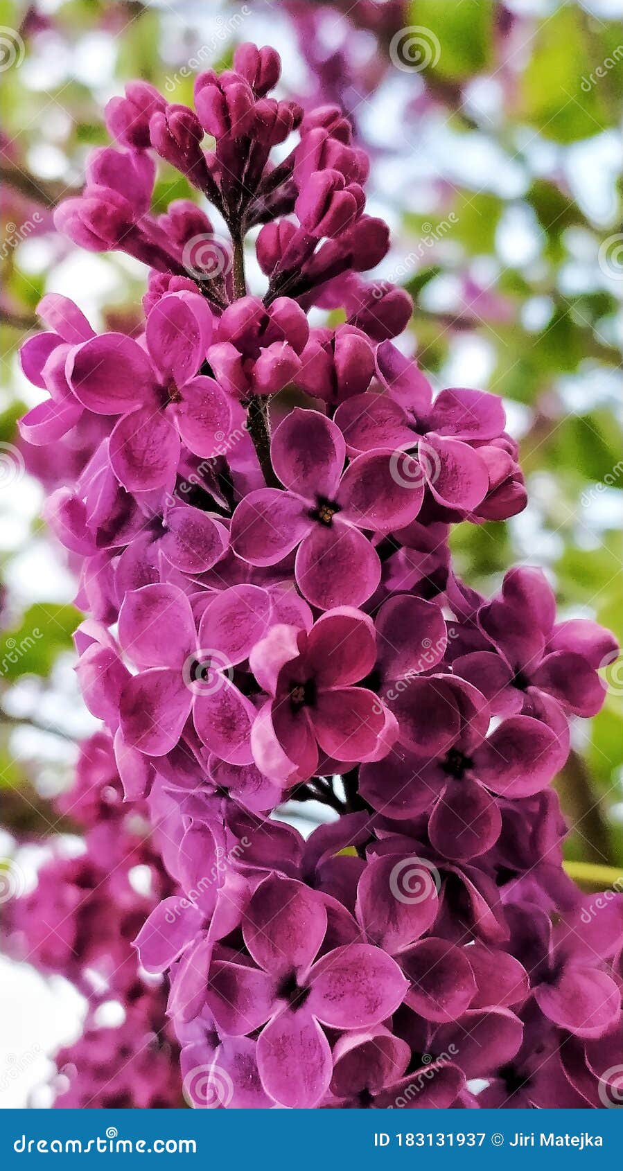 Large - flowered lilac stock image. Image of lilac, wildflower - 183131937