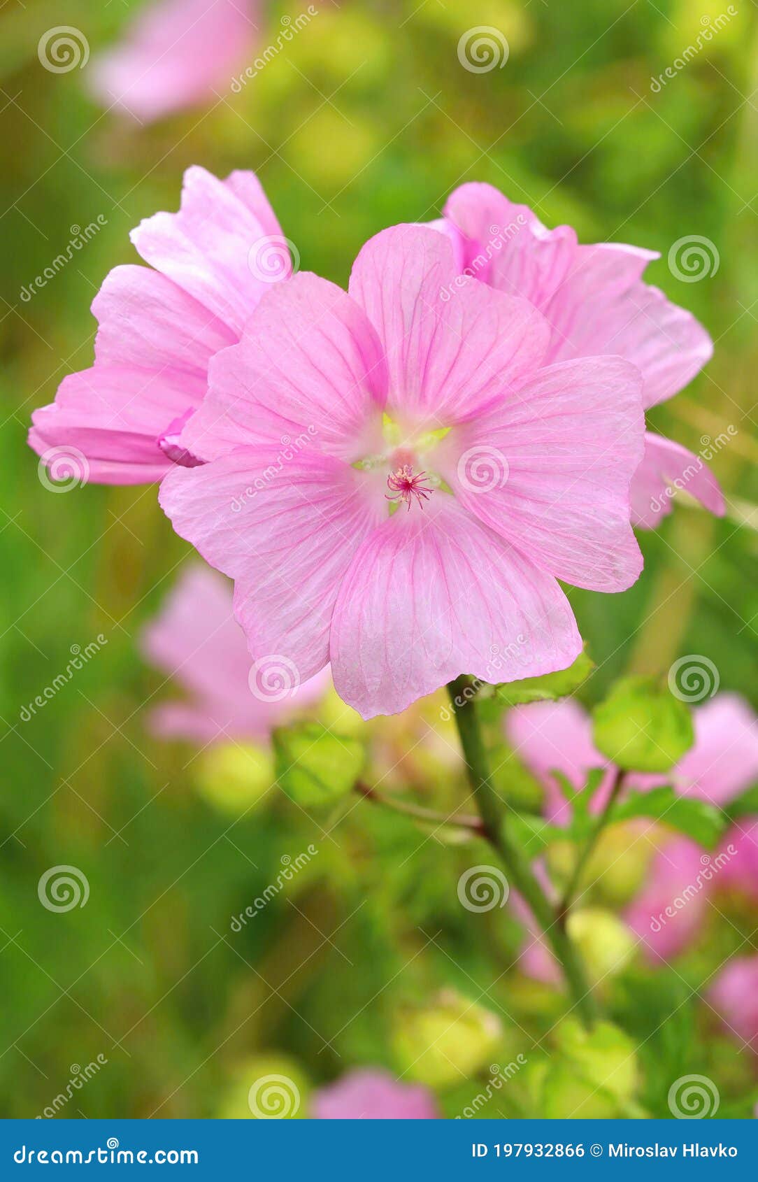 Large Flowered Mallow Malva Alcea Stock Photo - Image of summer, pink ...