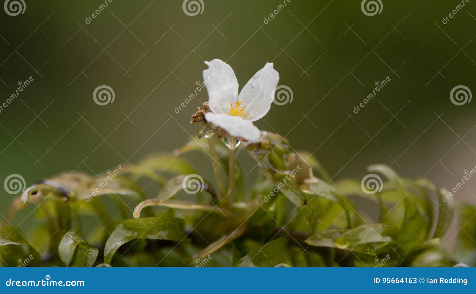 Brazilian Elodea Stock Photos - Free & Royalty-Free Stock Photos from ...
