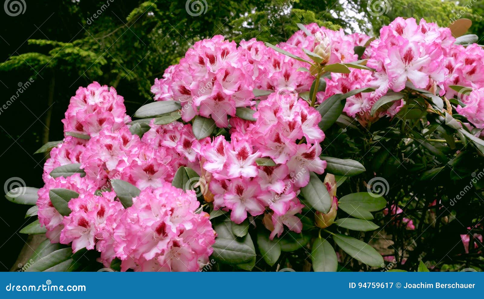 Large Flowering Azaleas Flowers in the Garden. Stock Image - Image of ...