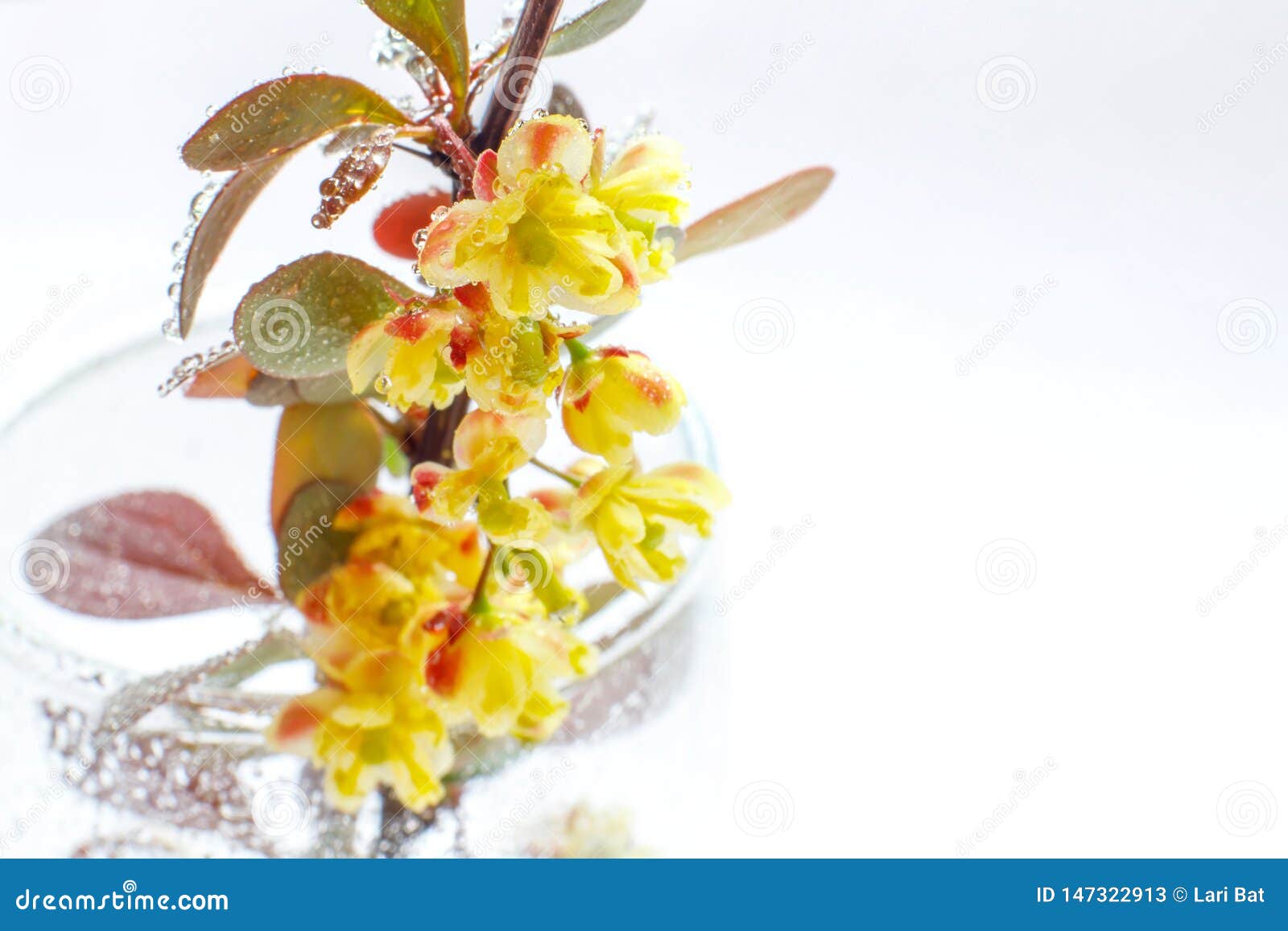 Large Flowers of Barberry with Water Drops on a Light Background. Close ...