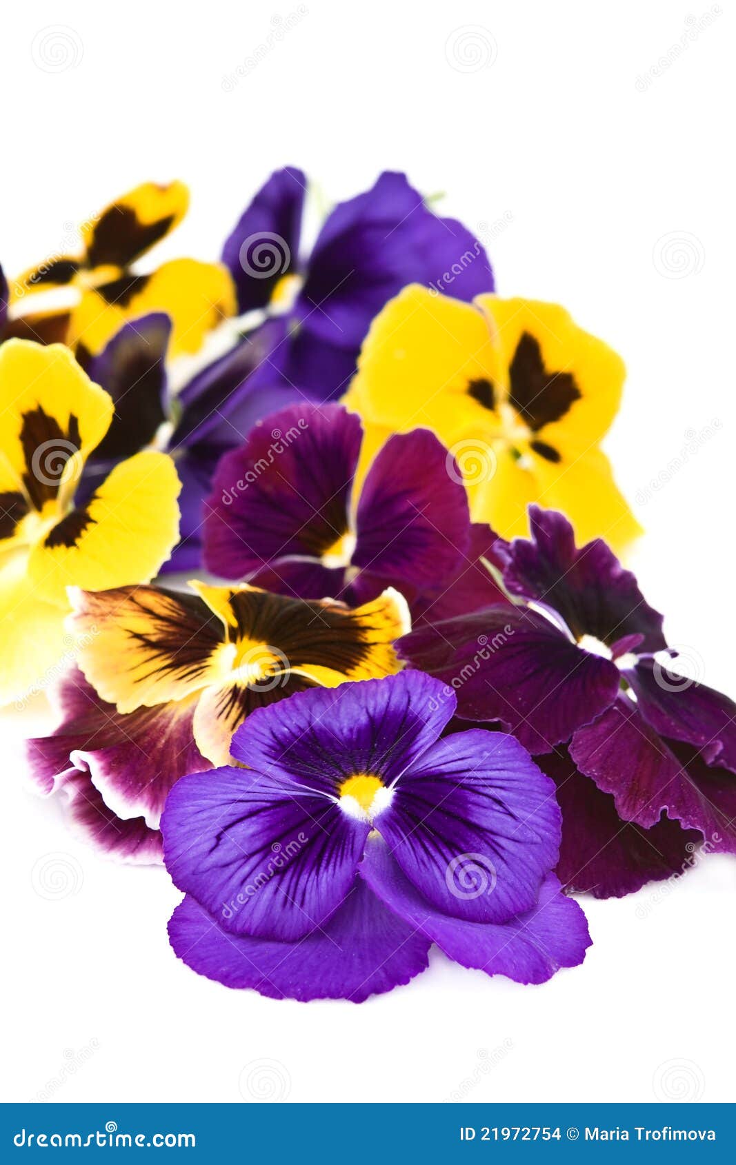 Large flowers viola . stock photo. Image of congratulations - 21972754