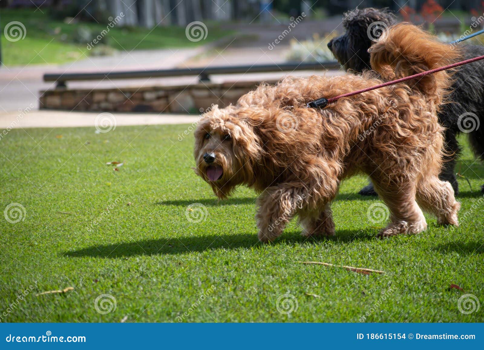 Large Fluffy Brown Dog Walking in the Park Stock Photo - Image of leash ...
