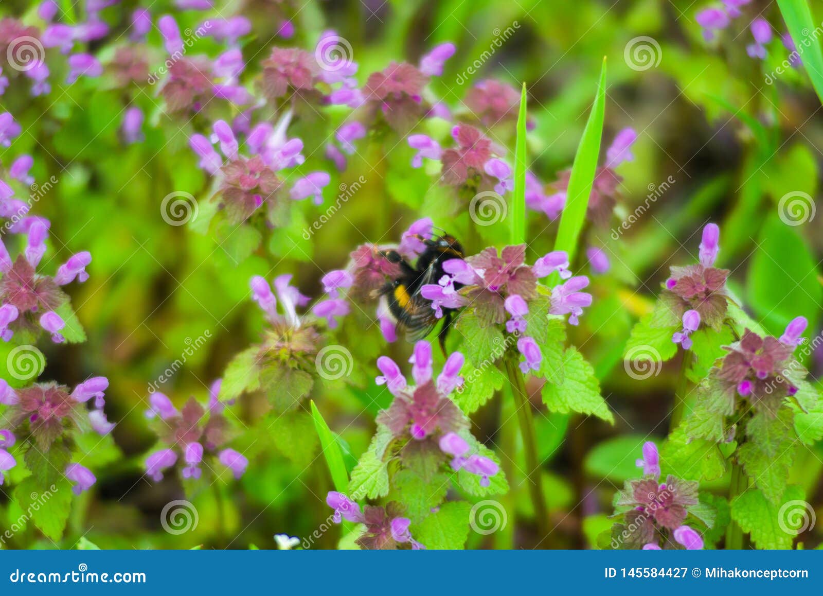 Large Fluffy Bumblebee Closeup Stock Image - Image of fragile, macro ...