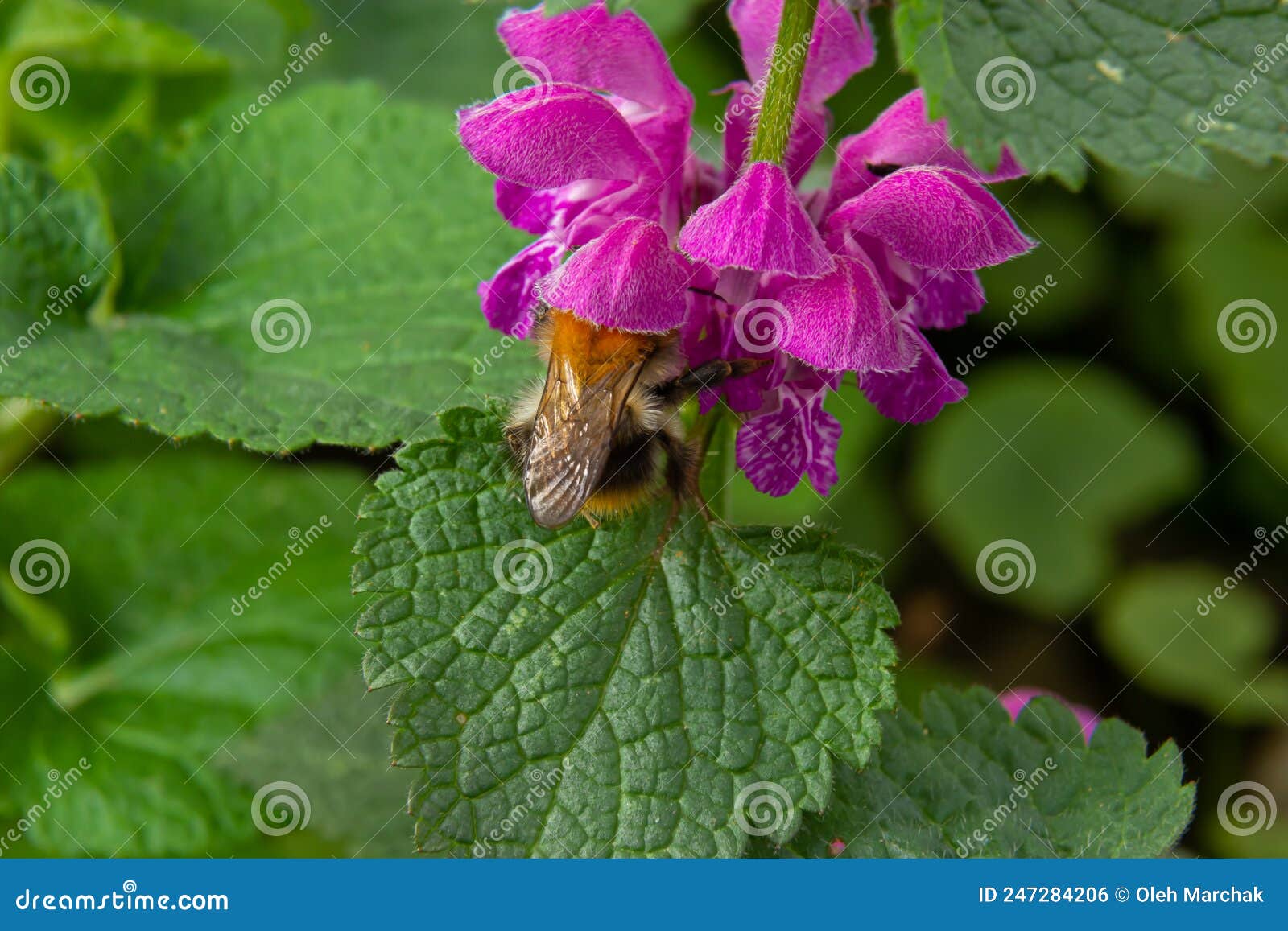 Large Fluffy Bumblebee Closeup. Background with a Bumblebee Pollinating ...