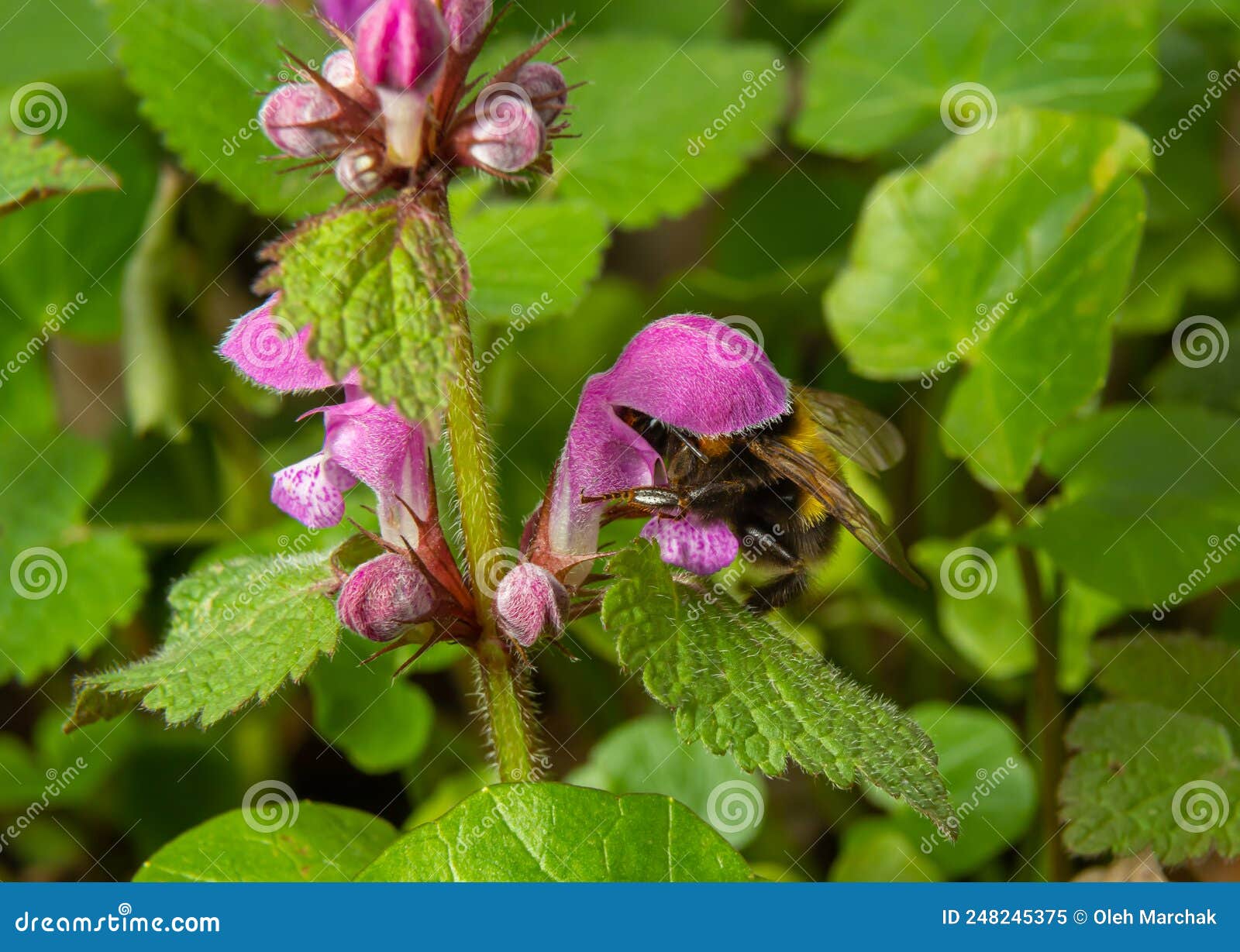Large Fluffy Bumblebee Closeup. Background with a Bumblebee Pollinating ...