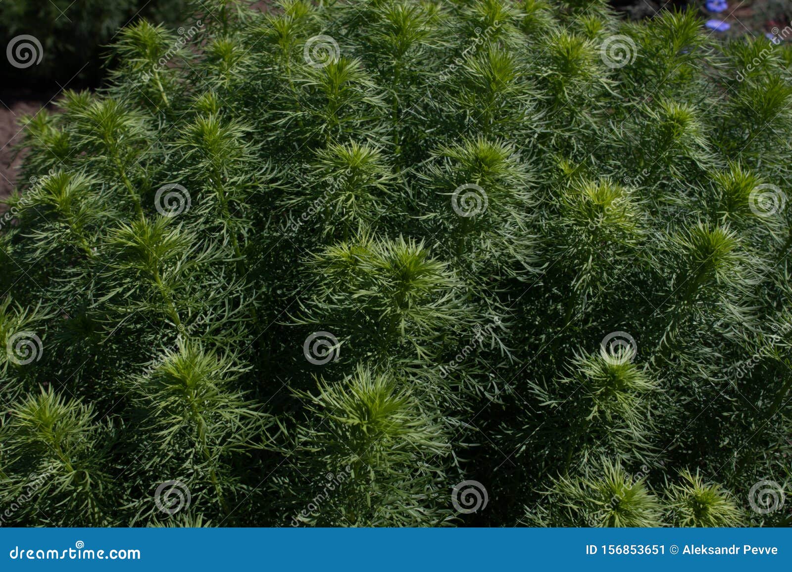Large Fluffy Bush of Ornamental Plants in the Rays of Sunlight Stock ...