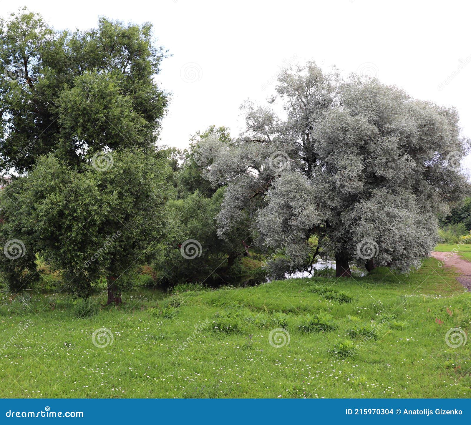 Large Fluffy Tree with Beautiful Light Gray Leaves on the Berg of a ...