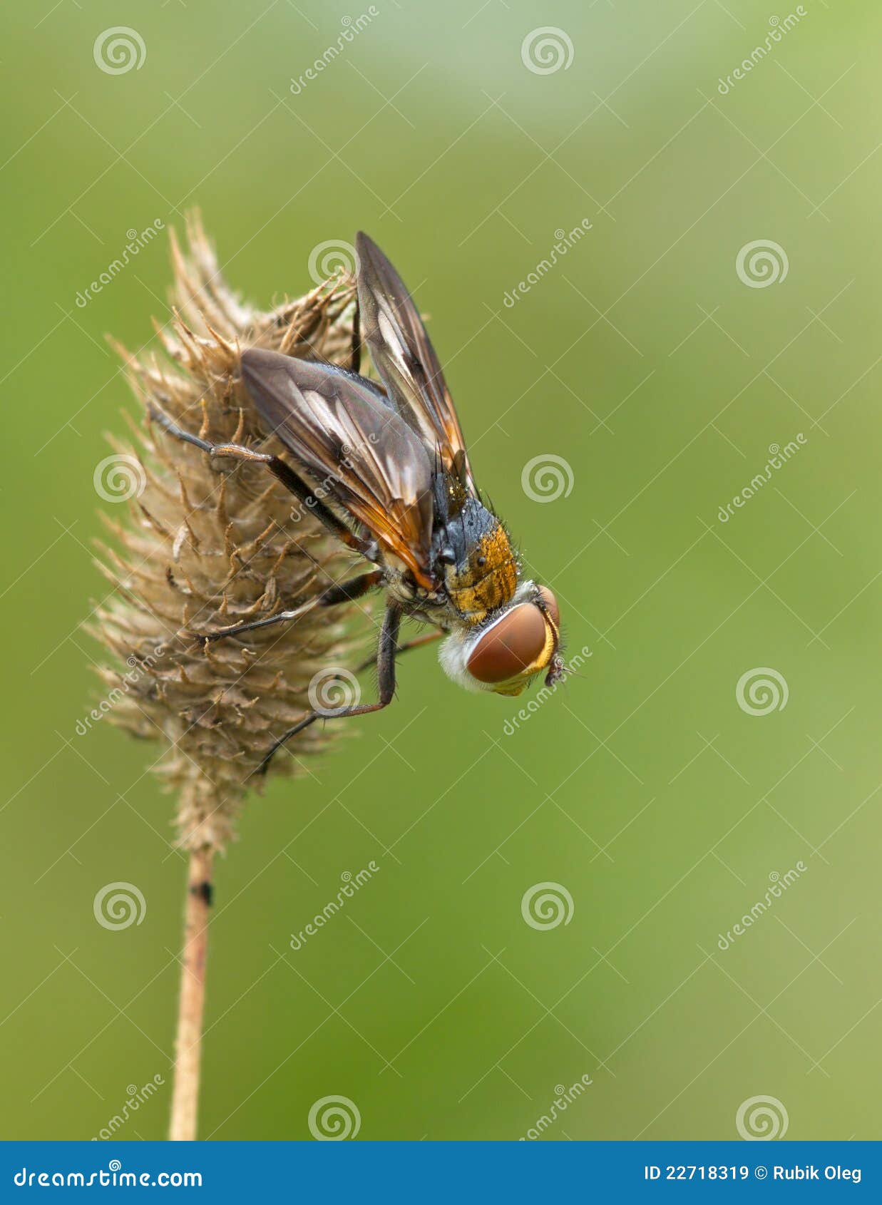 Large fly stock image. Image of head, orange, brown, bristle - 22718319