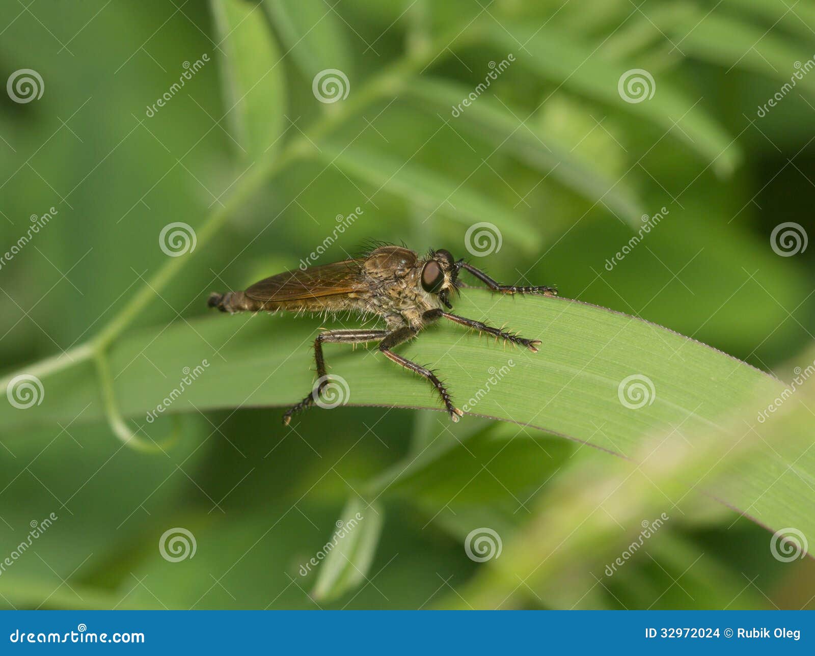 Large fly stock photo. Image of plant, brown, insect - 32972024