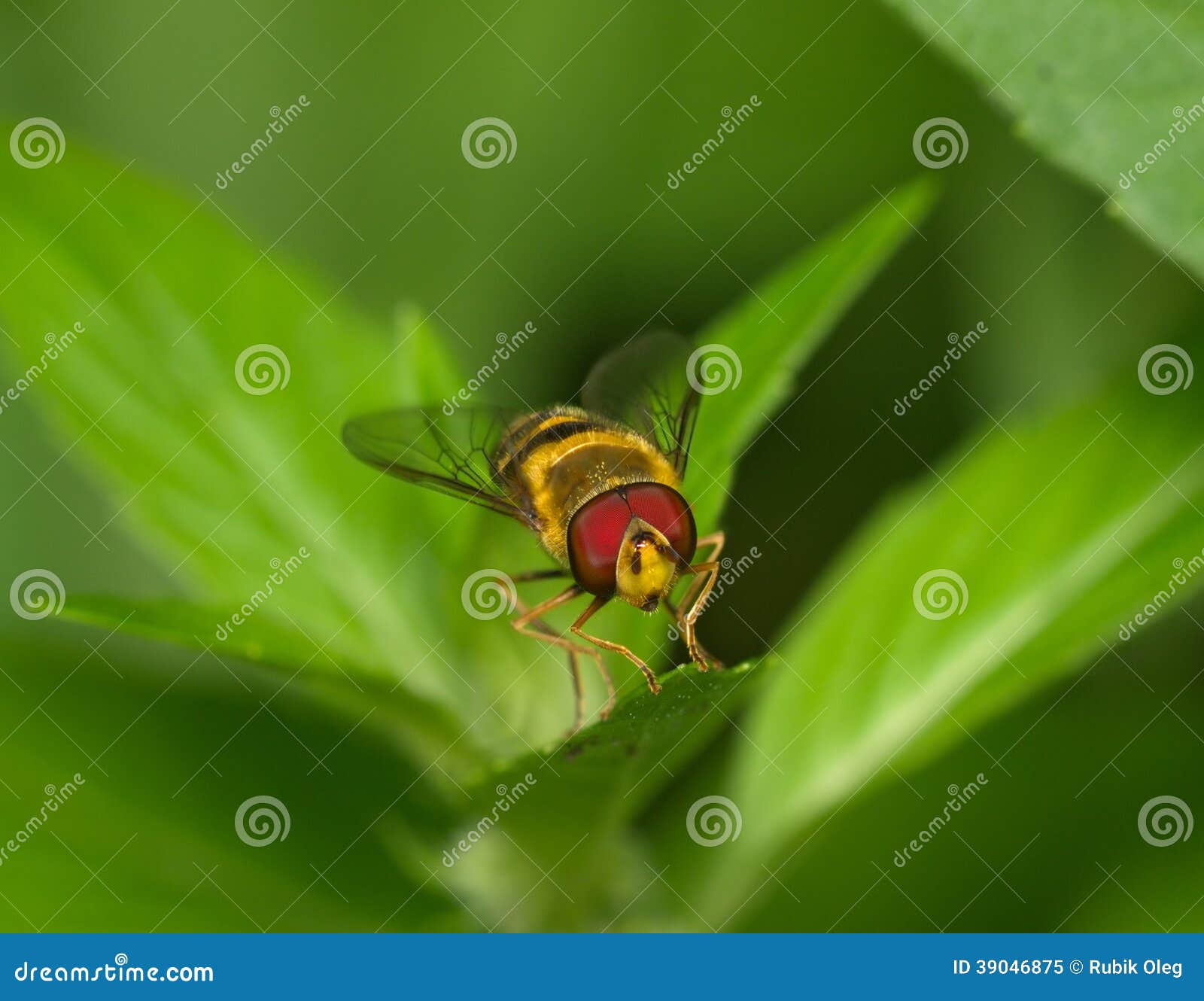 Large fly with red eyes stock image. Image of green, body - 39046875