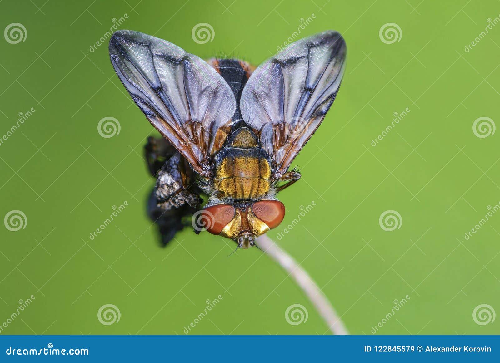 Large Fly with Spotted Wings Sits on a Dry Bud Stock Image - Image of ...