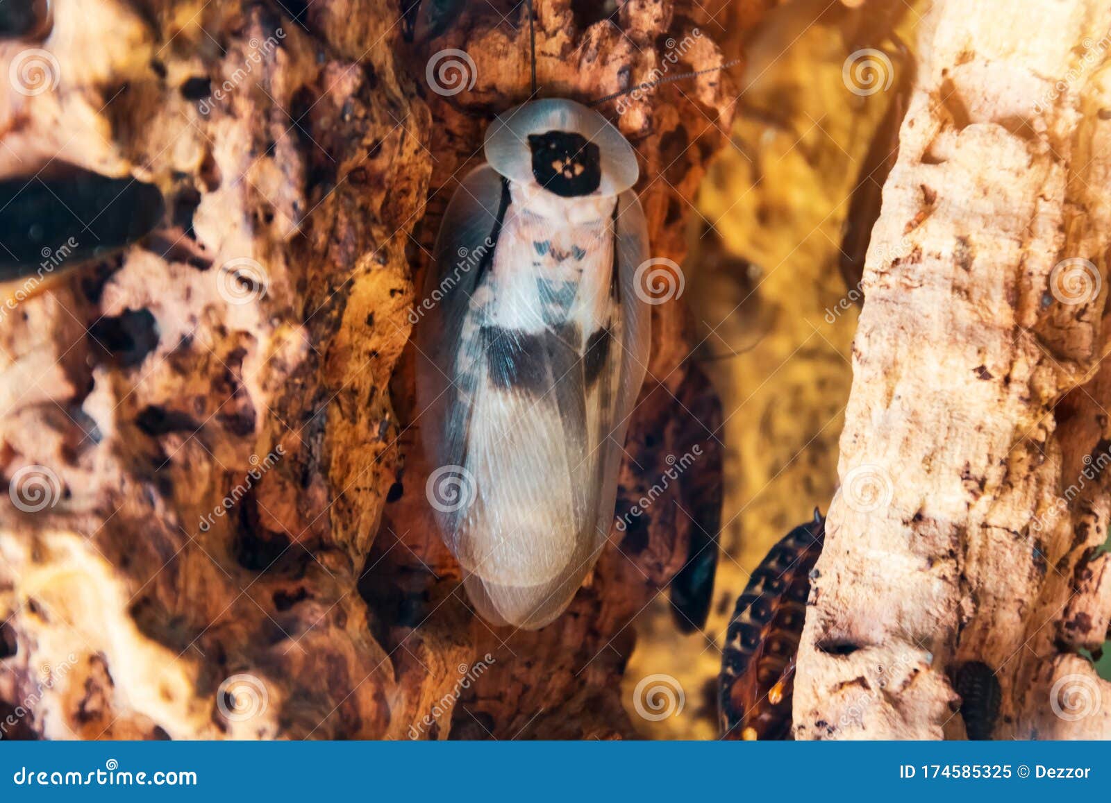 A Large Flying Flat Tropical Cockroach Sits on a Tree Stock Image ...