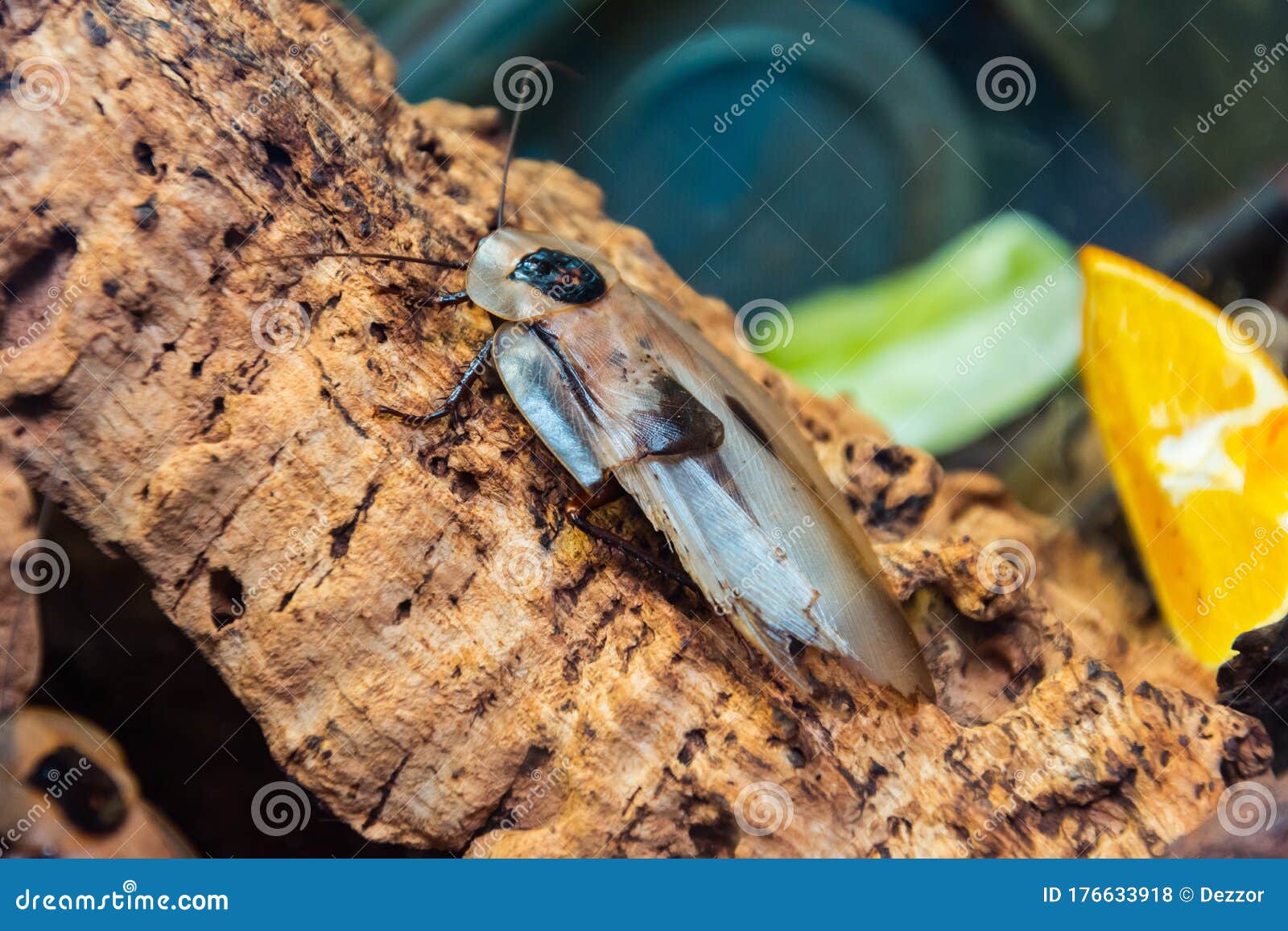 A Large Flying Flat Tropical Cockroach Sits on a Tree Stock Photo ...