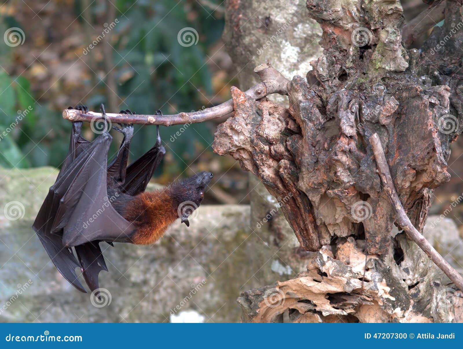 Large Flying Fox, Bali, Indonesia Stock Photo - Image of predator ...