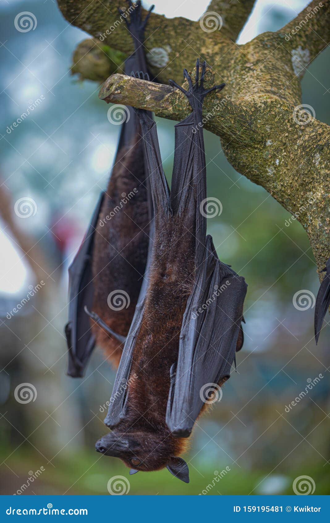 Fruit Bat Pteropus Vampyrus or Large Flying Fox Stock Image - Image of ...