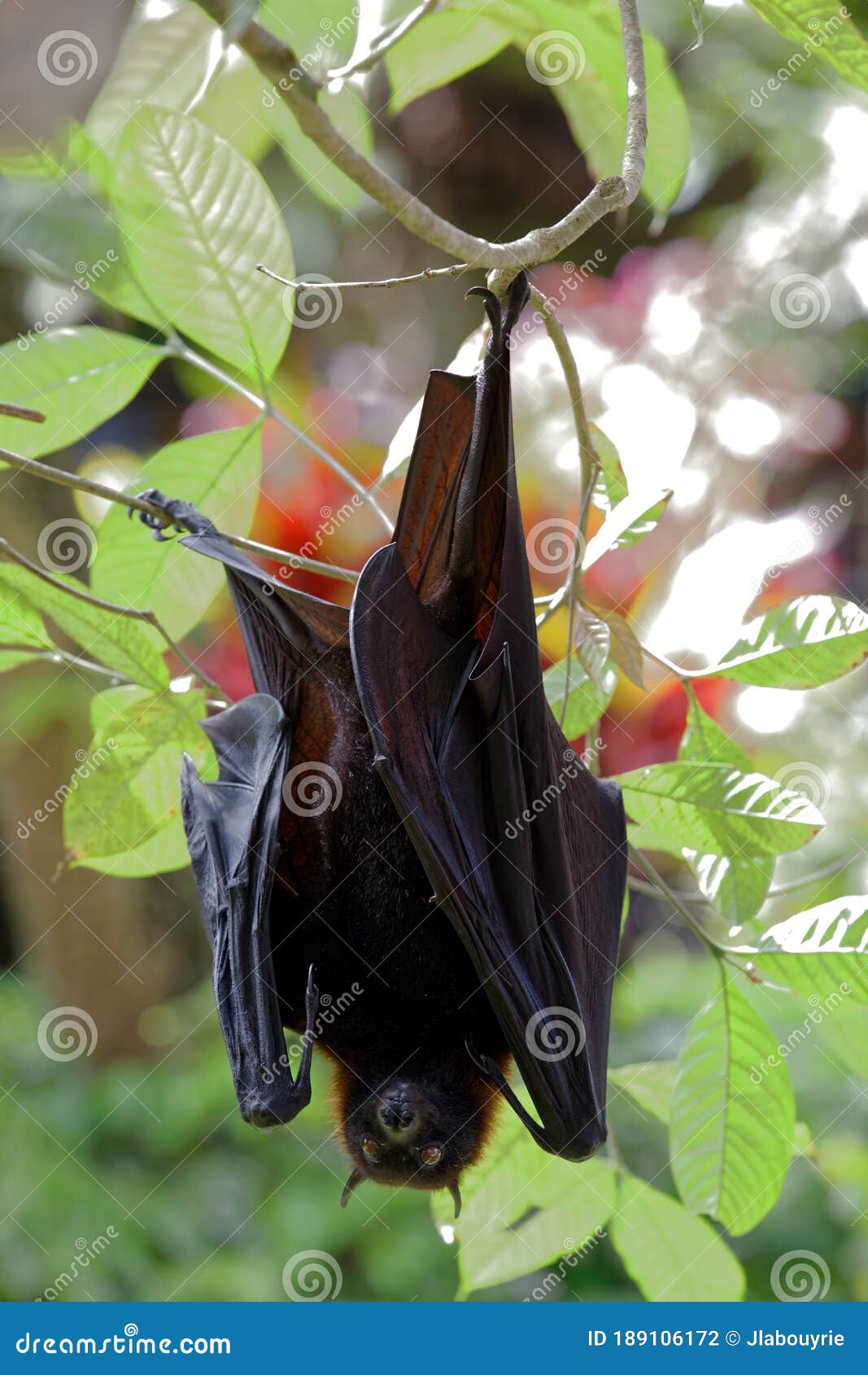 Large Flying Fox or Fruit Bat Pteropus Vampyrus Hanging in a Tree at ...