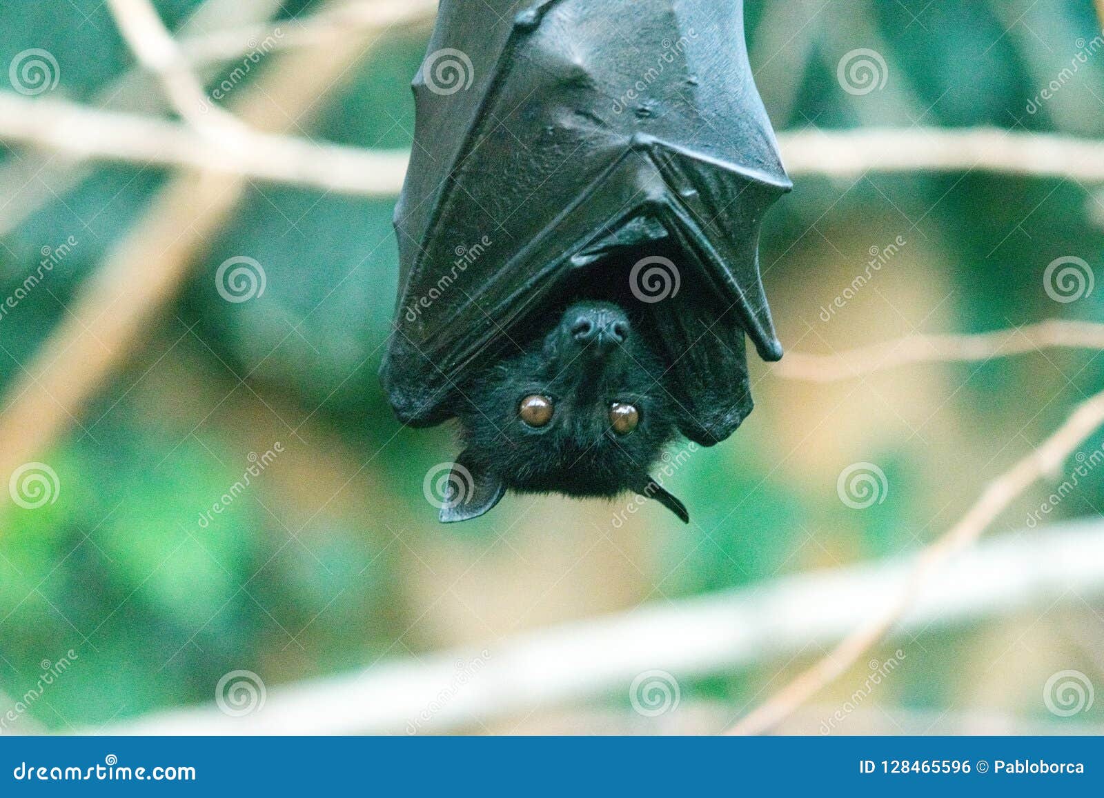 The large flying fox stock photo. Image of nature, portrait - 128465596