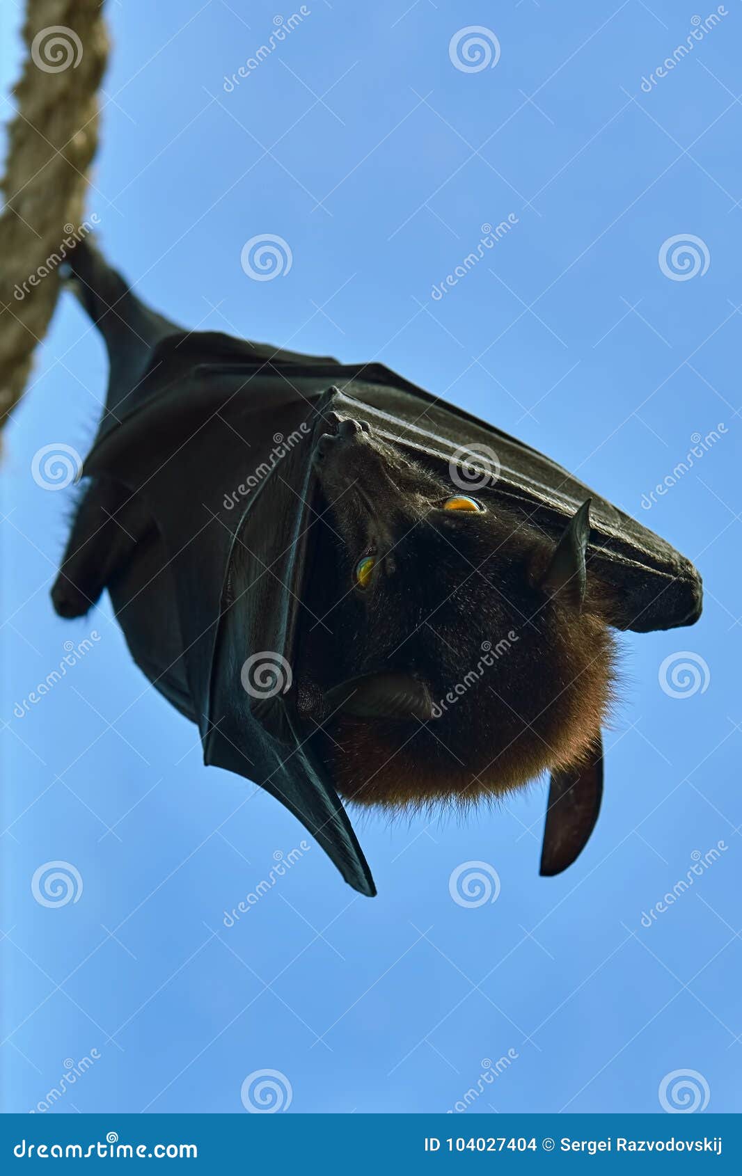 Large Flying Fox stock photo. Image of hang, pteropodidae - 104027404