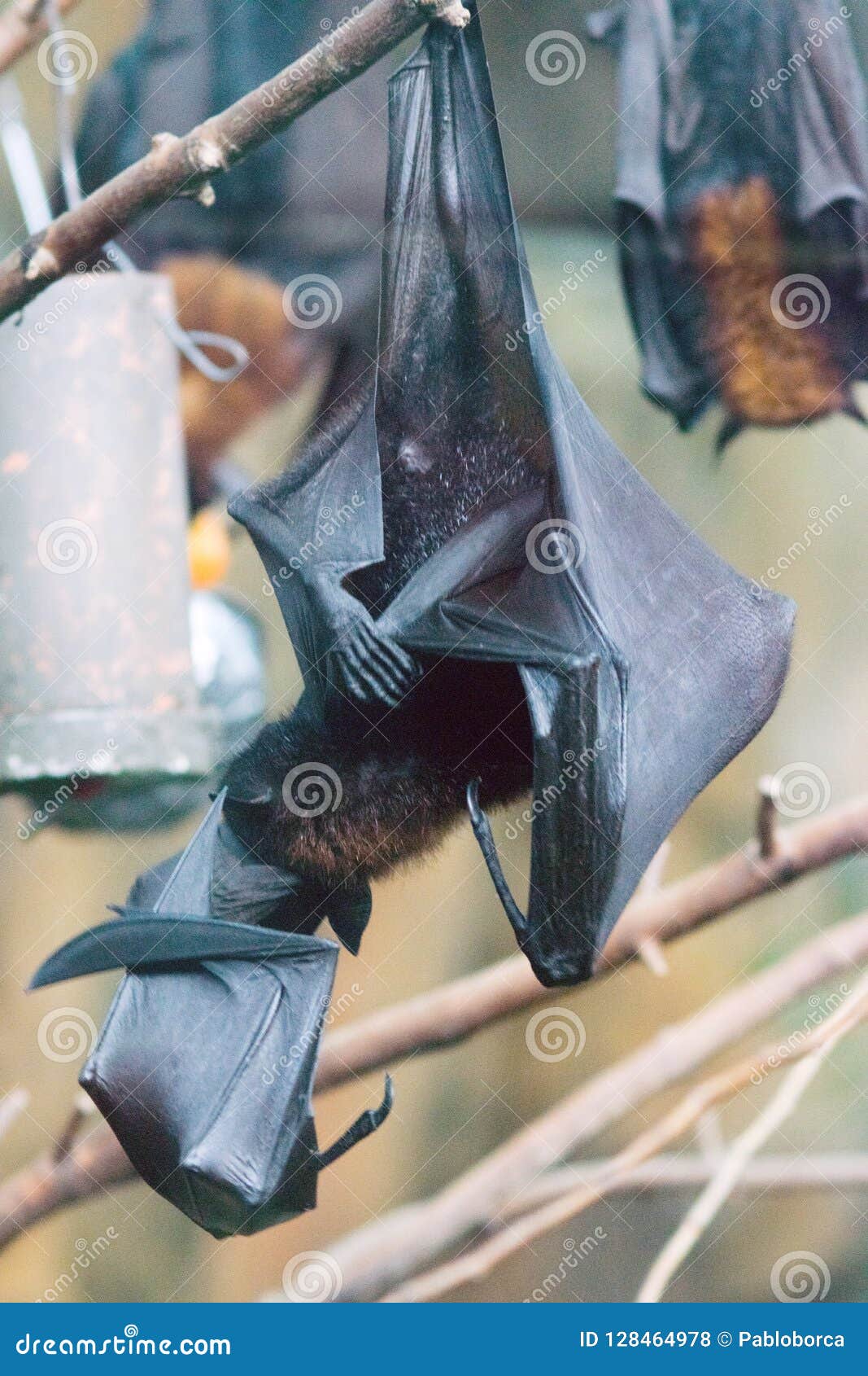 The large flying fox stock photo. Image of resting, black - 128464978
