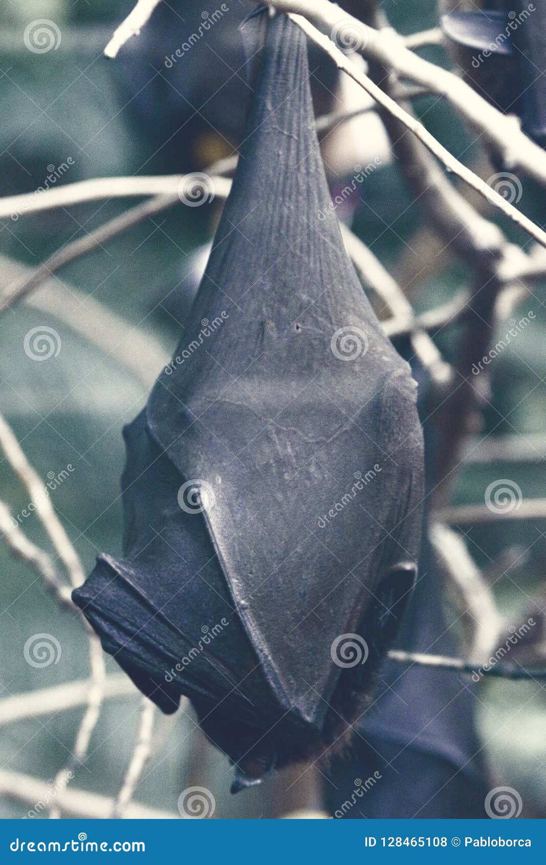 The large flying fox stock photo. Image of flying, brown - 128465108