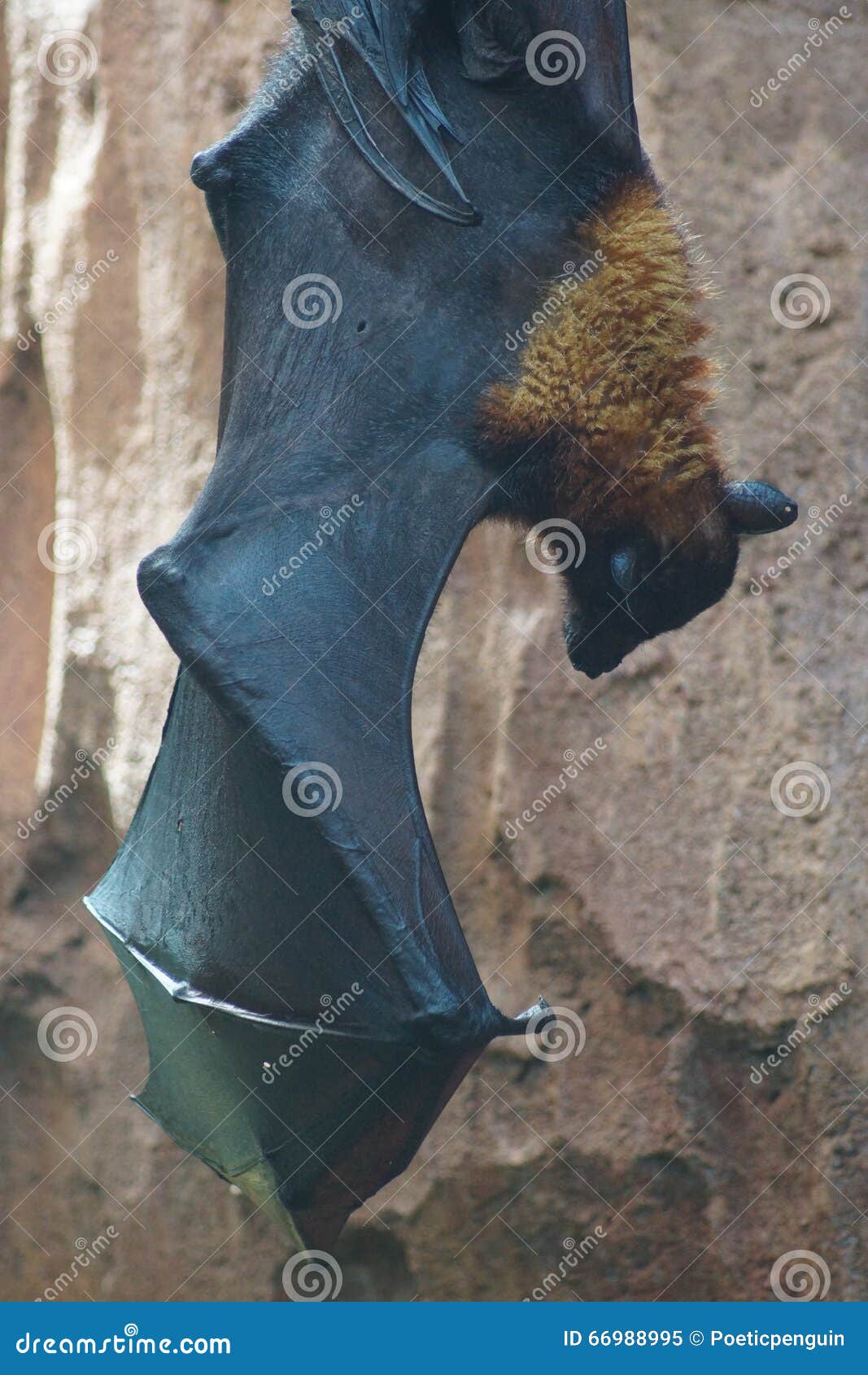 Large Flying Fox - Pteropus Vampyrus Stock Image - Image of animalia ...