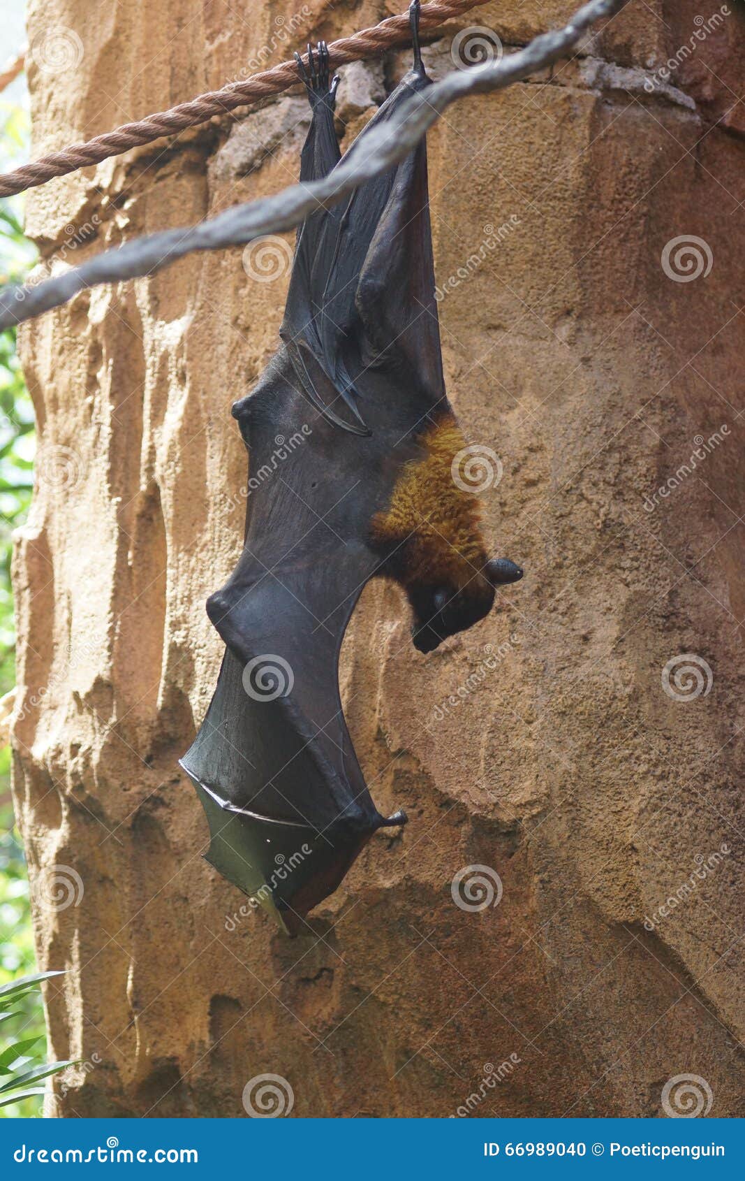 Large Flying Fox - Pteropus Vampyrus Stock Photo - Image of mammal ...