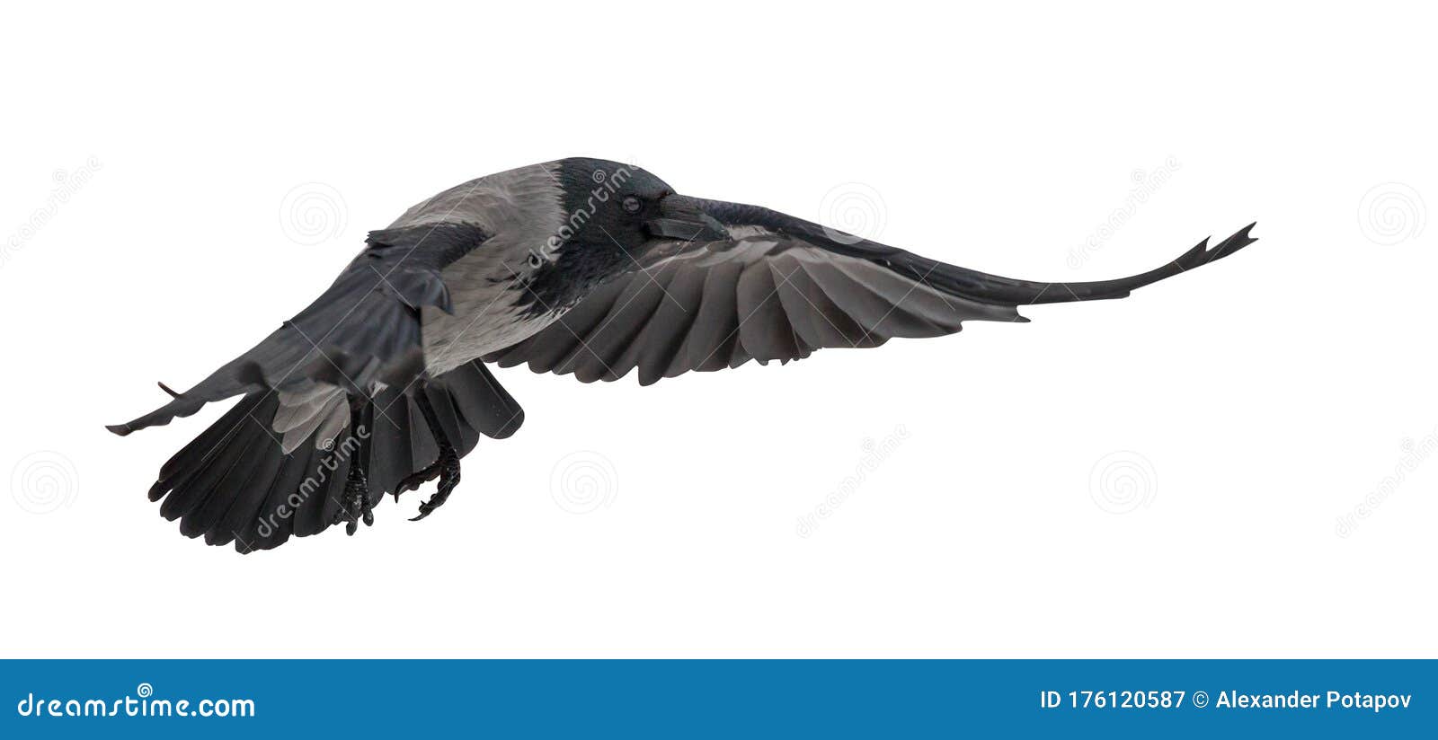 Large Flying Grey Crow on White Stock Image - Image of feather, animals ...