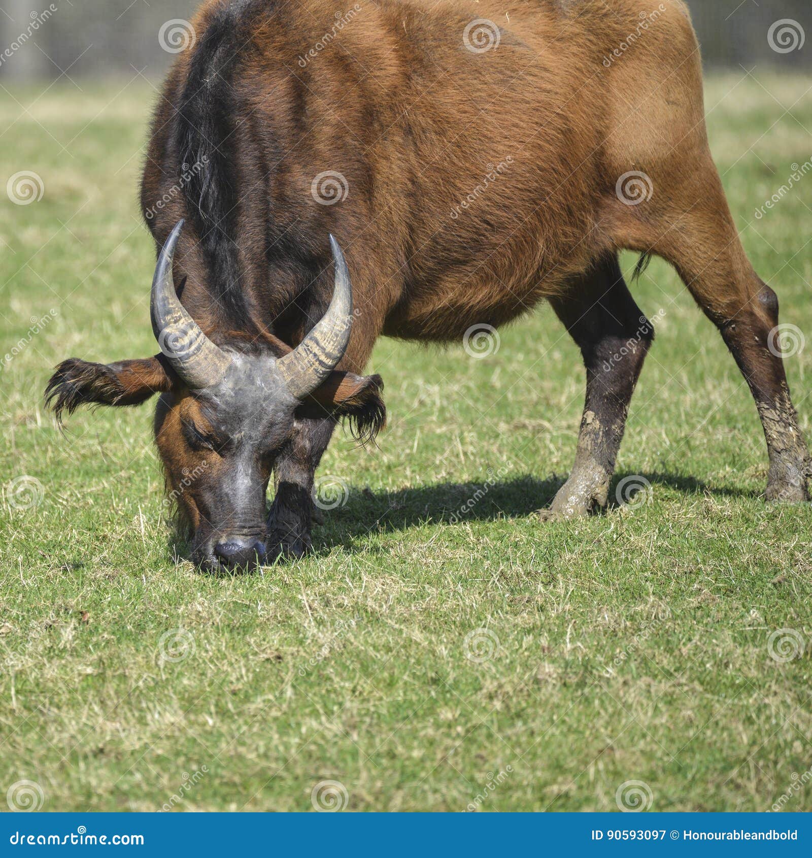 Large Forest Buffalo Syncerus Caffer Nanus Grazing on Grass in S Stock ...