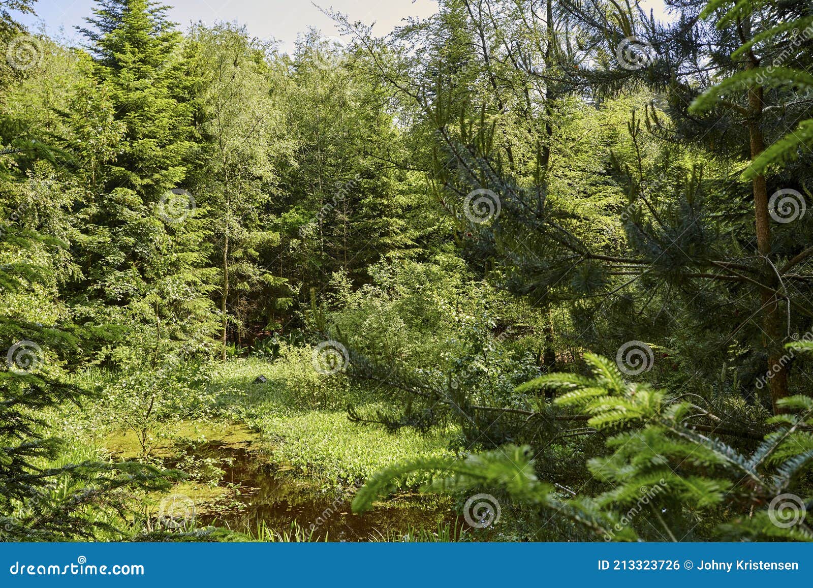 Large Forest with Bushes and Different Types of Trees Stock Photo ...