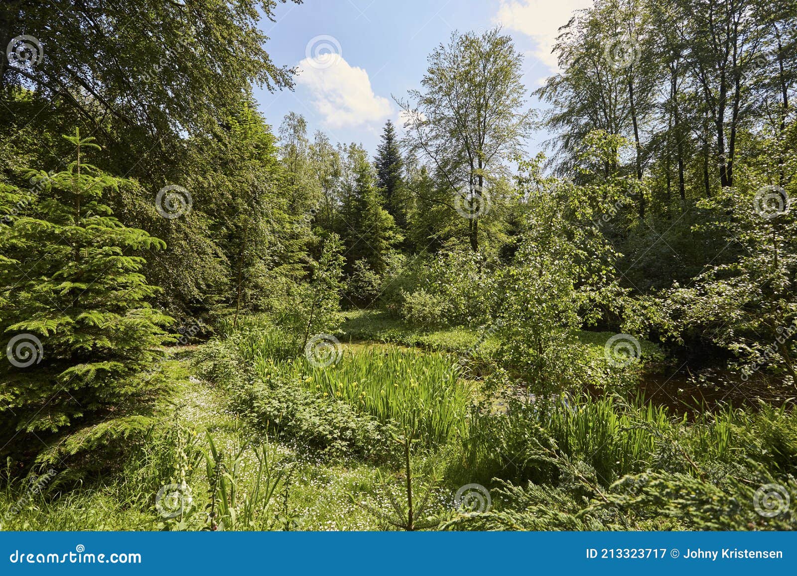 Large Forest with Bushes and Trees Stock Image - Image of farm, denmark ...