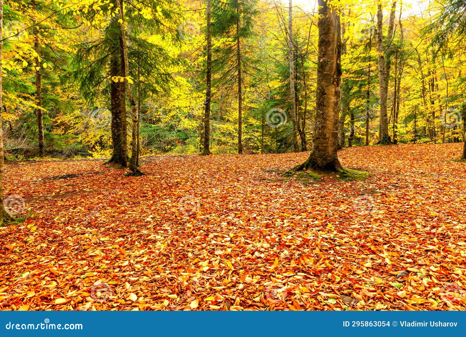 A Large Forest Clearing is Strewn with Fallen Autumn Leaves Stock Photo ...