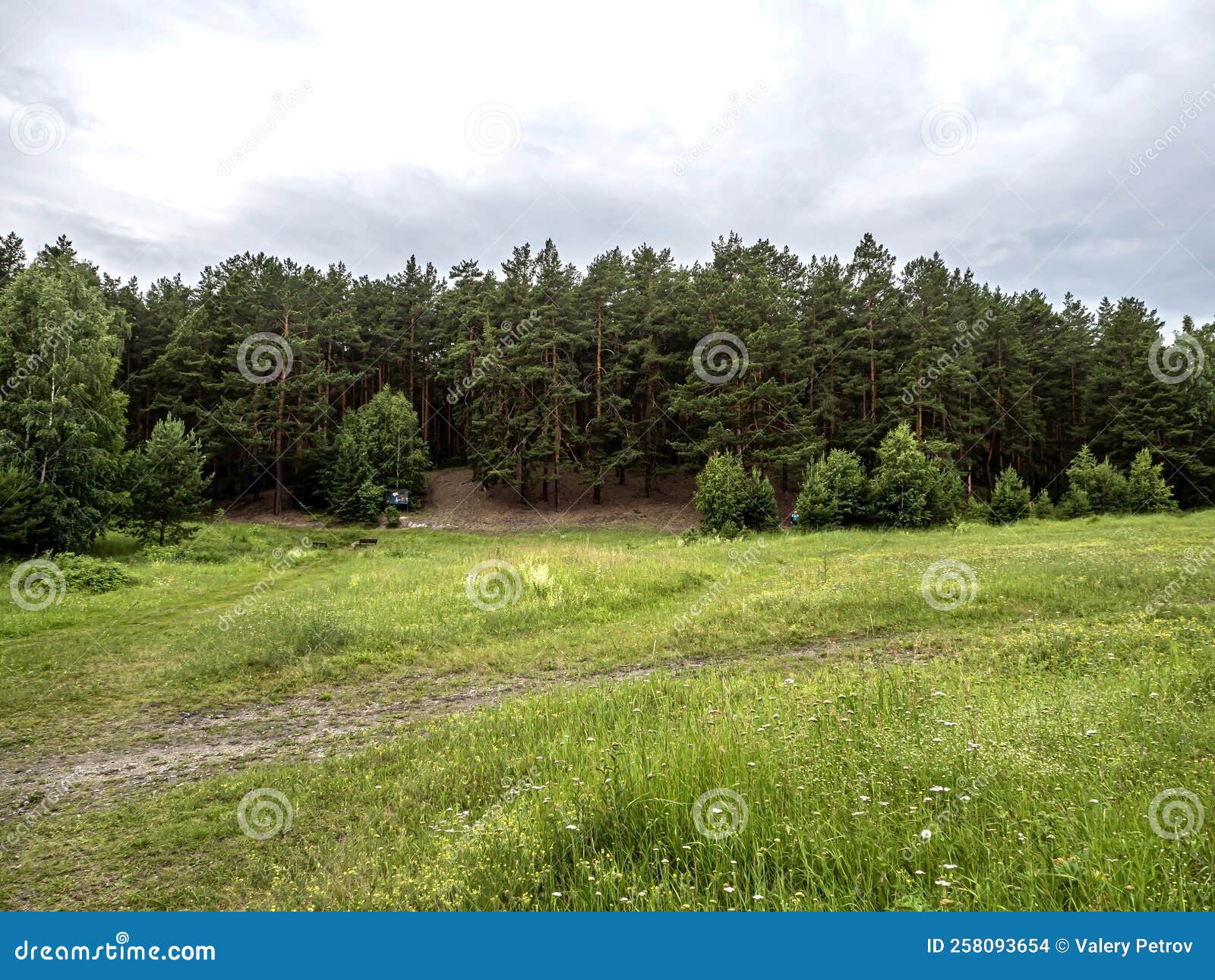 Green Clean Large Forest Clearing in Summer Stock Photo - Image of ...