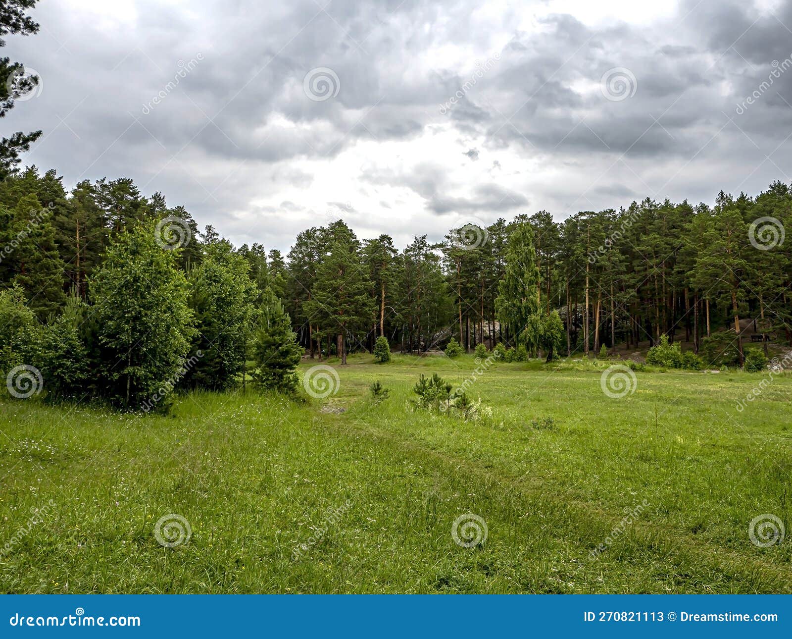 Green Clean Large Forest Clearing in Summer Stock Image - Image of calm ...