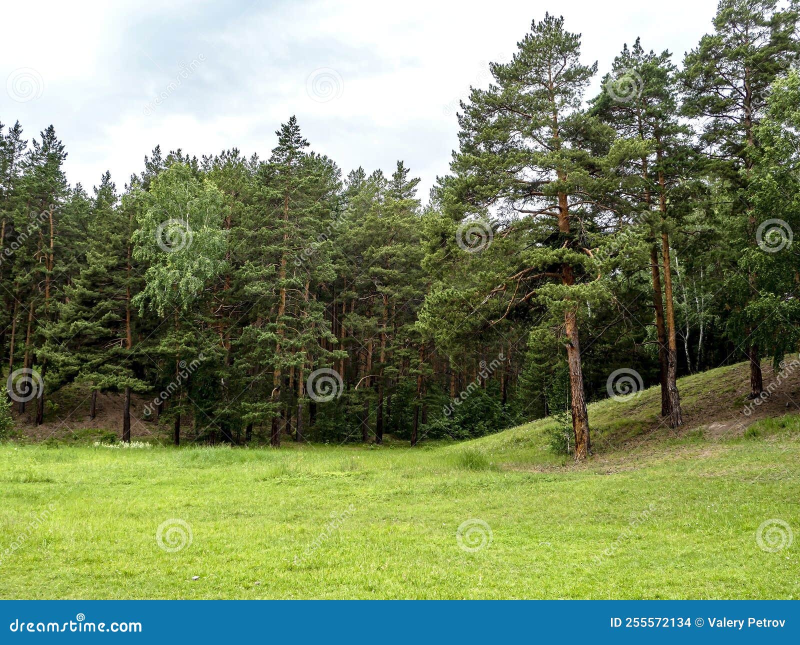 Green Clean Large Forest Clearing in Summer Stock Photo - Image of ...