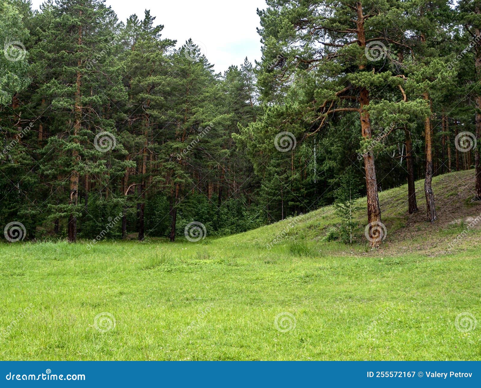 Green Clean Large Forest Clearing in Summer Stock Image - Image of ...