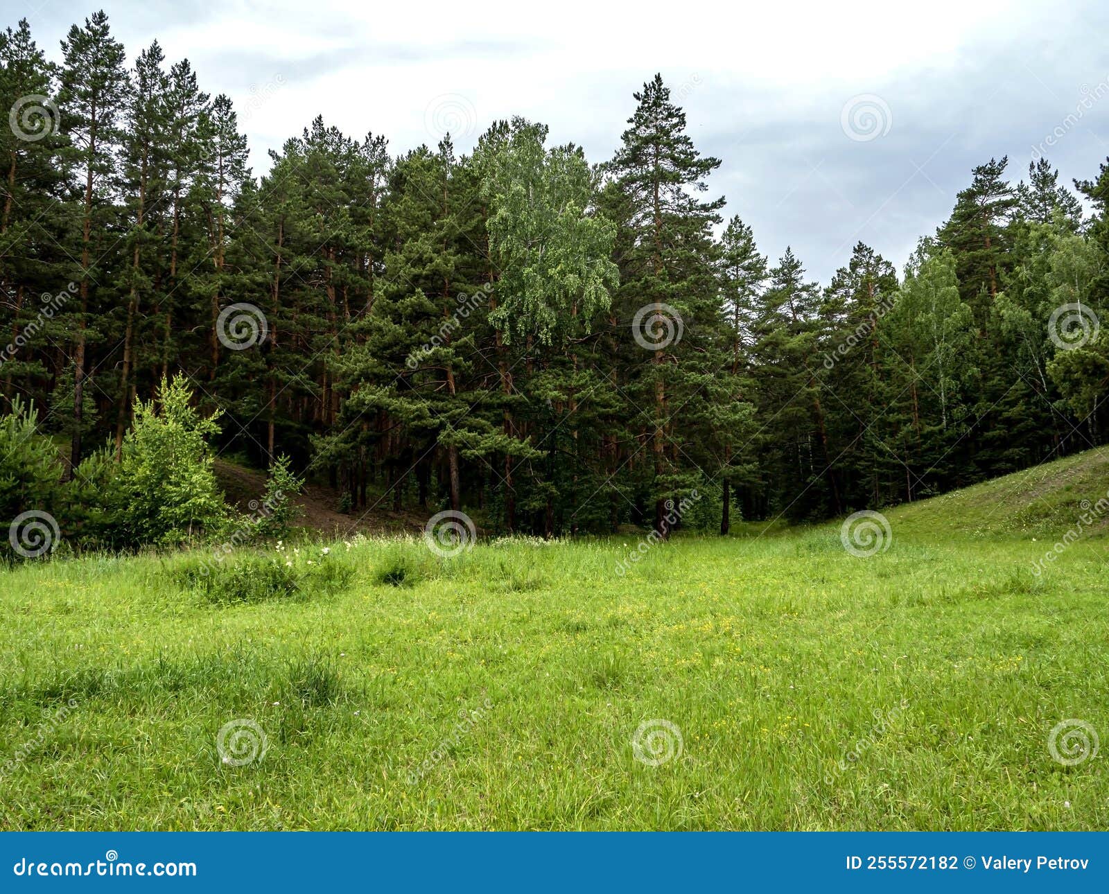 Green Clean Large Forest Clearing in Summer Stock Photo - Image of calm ...