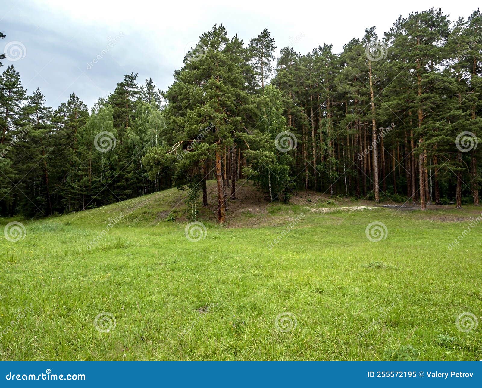 Green Clean Large Forest Clearing in Summer Stock Image - Image of tree ...