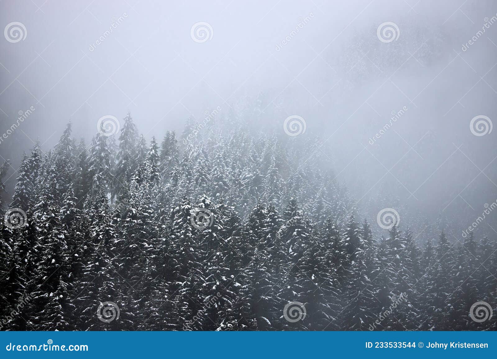 Large Forest with Pine Trees and Fog Stock Photo - Image of natural ...