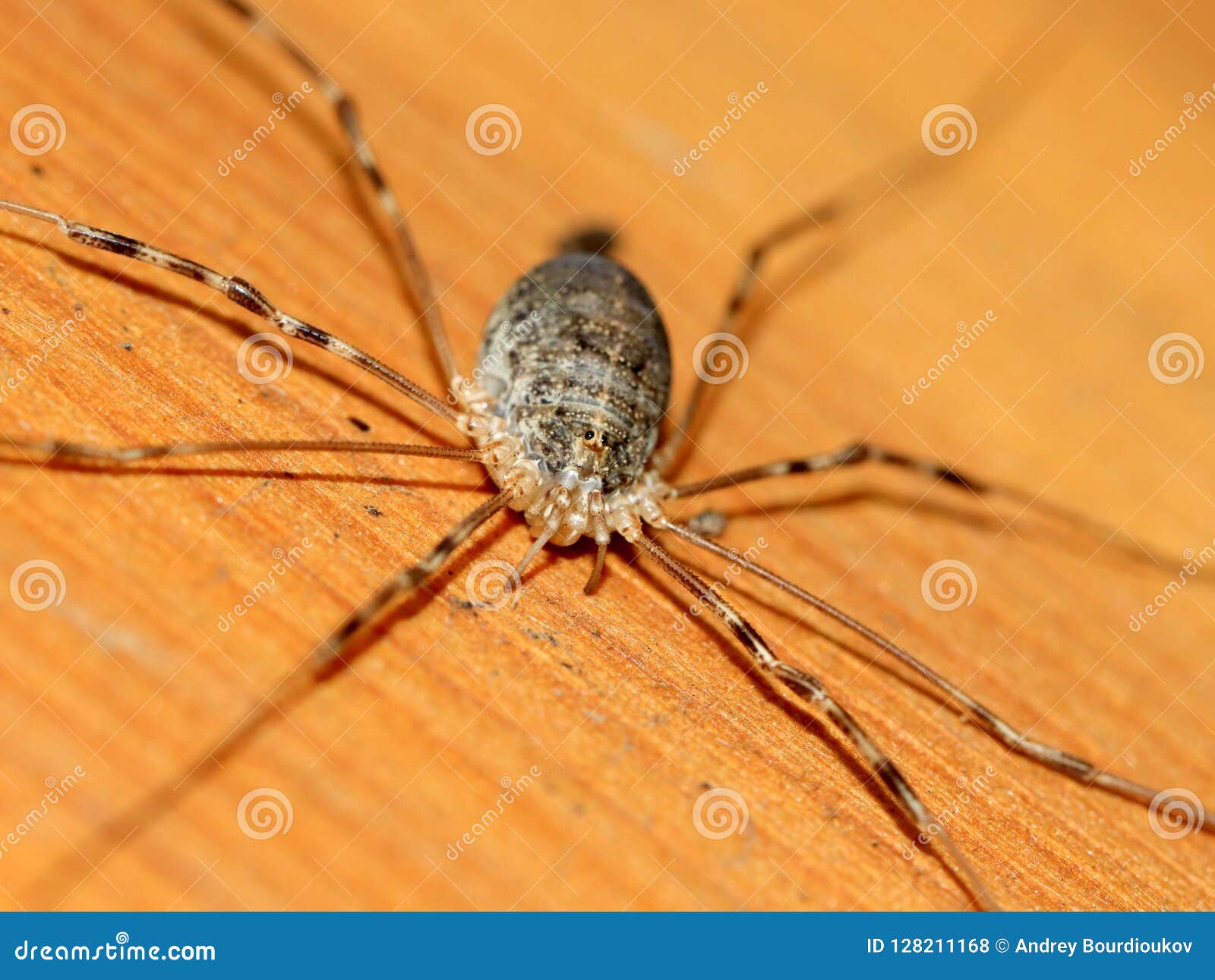 Large forest spider stock photo. Image of hunter, black - 128211168