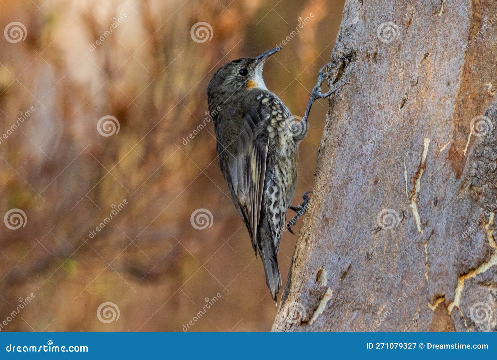 White-throated Treecreeper in Victoria Australia Stock Image - Image of ...