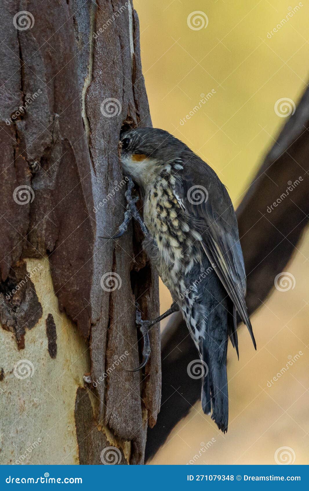 White-throated Treecreeper in Victoria Australia Stock Photo - Image of ...