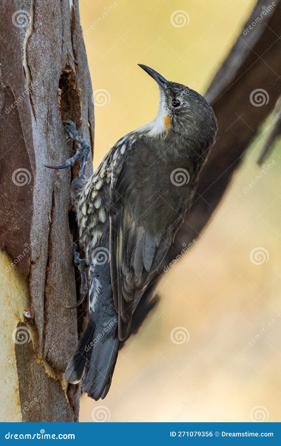 White-throated Treecreeper in Victoria Australia Stock Photo - Image of ...
